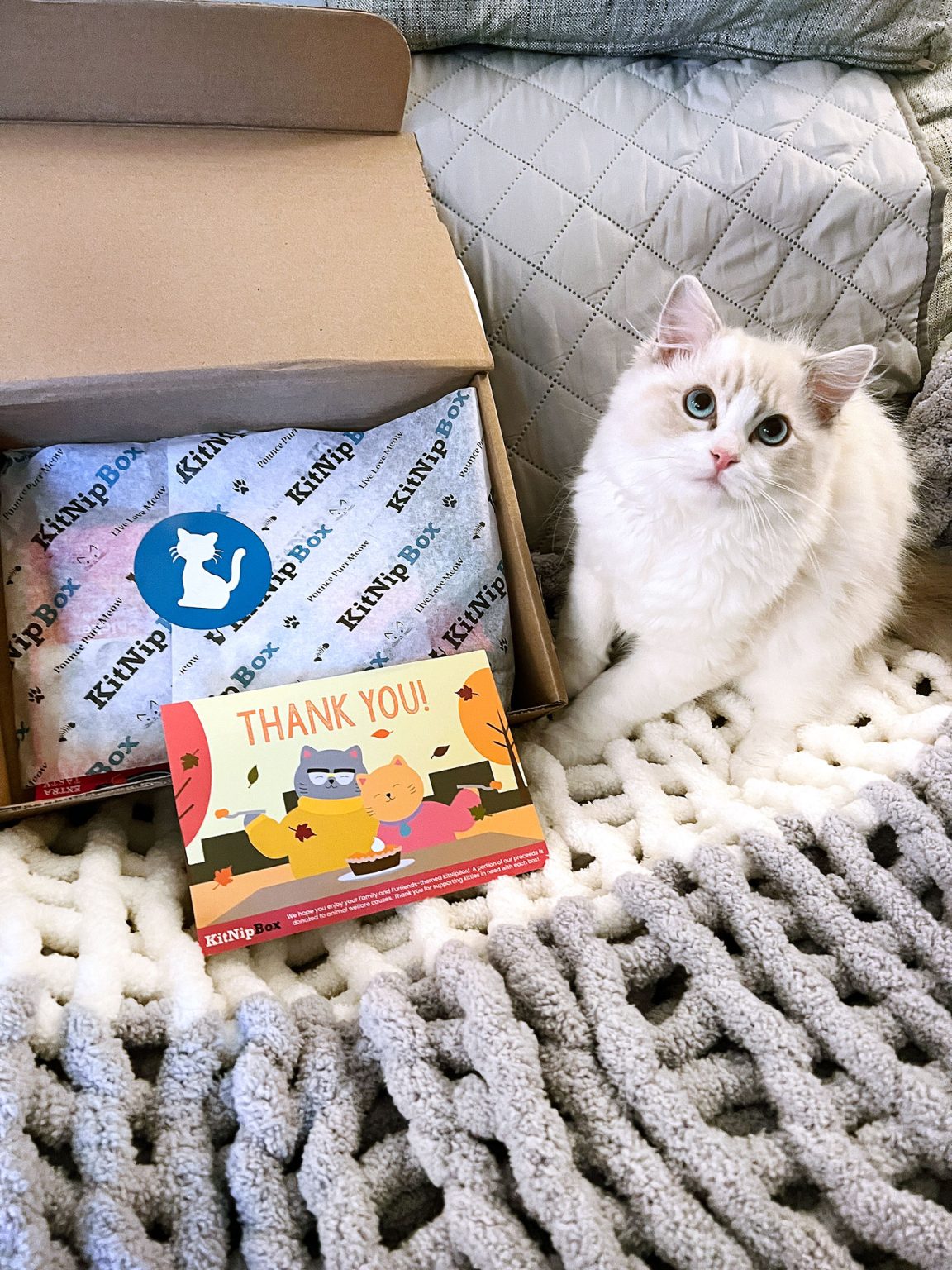KitNipBox {Subscription Box for Cats!} - Curly Crafty Mom