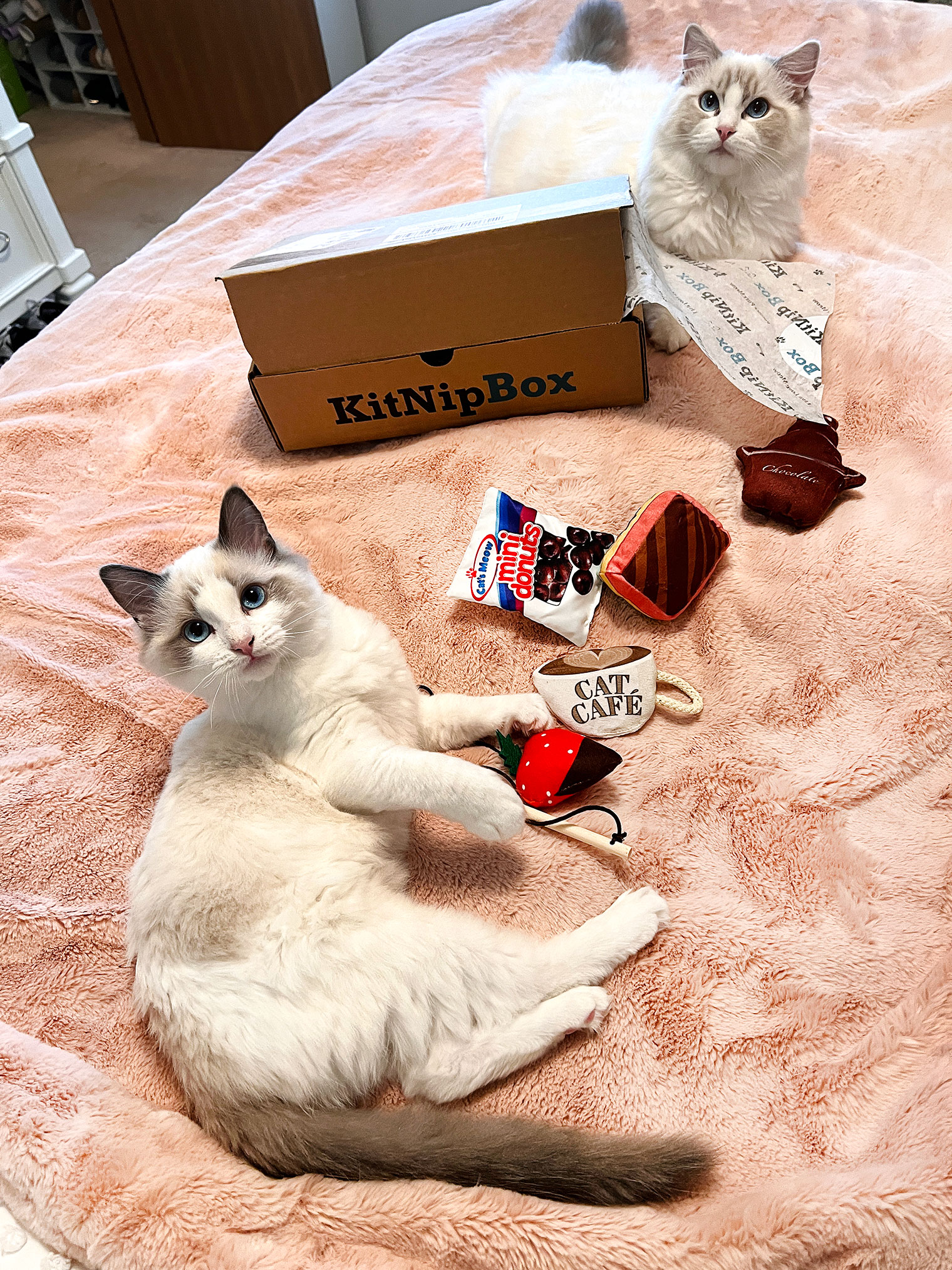 KitNipBox {Subscription Box for Cats!} - Curly Crafty Mom