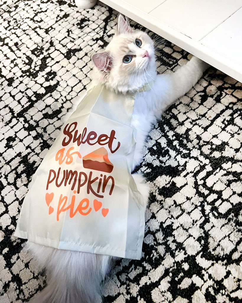 KitNipBox {Subscription Box for Cats!} - Curly Crafty Mom