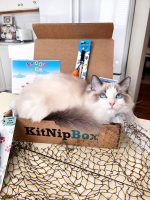 KitNipBox {Subscription Box for Cats!} Post 2 - Curly Crafty Mom